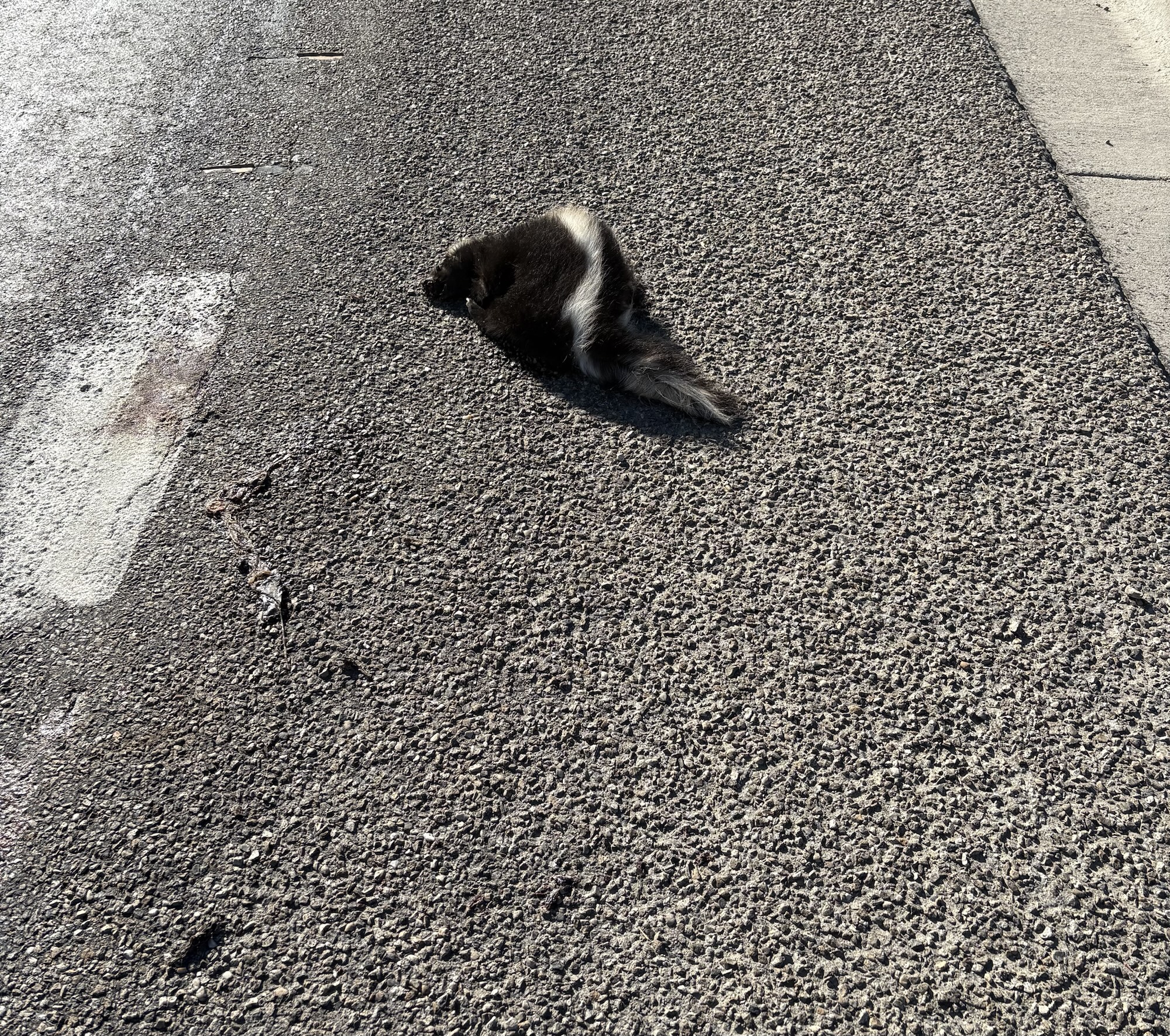 Skunk Trauma – stuart james beall